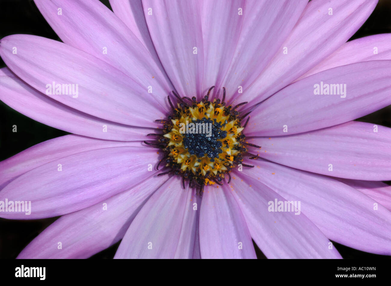 A Perennial Osteospermum Stardust Flower Stock Photo - Alamy