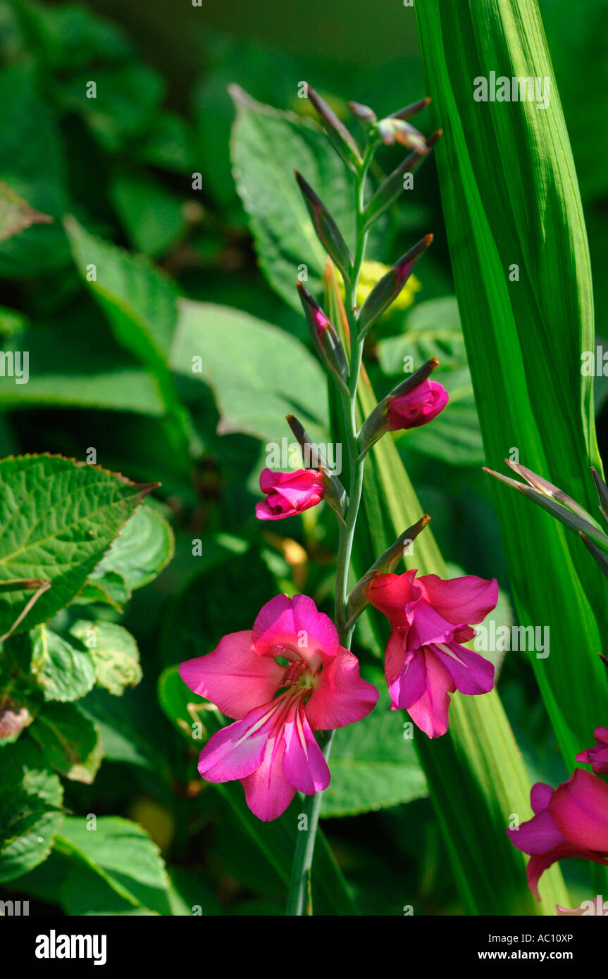 Gladiolus communis byzantinus hi-res stock photography and images - Alamy