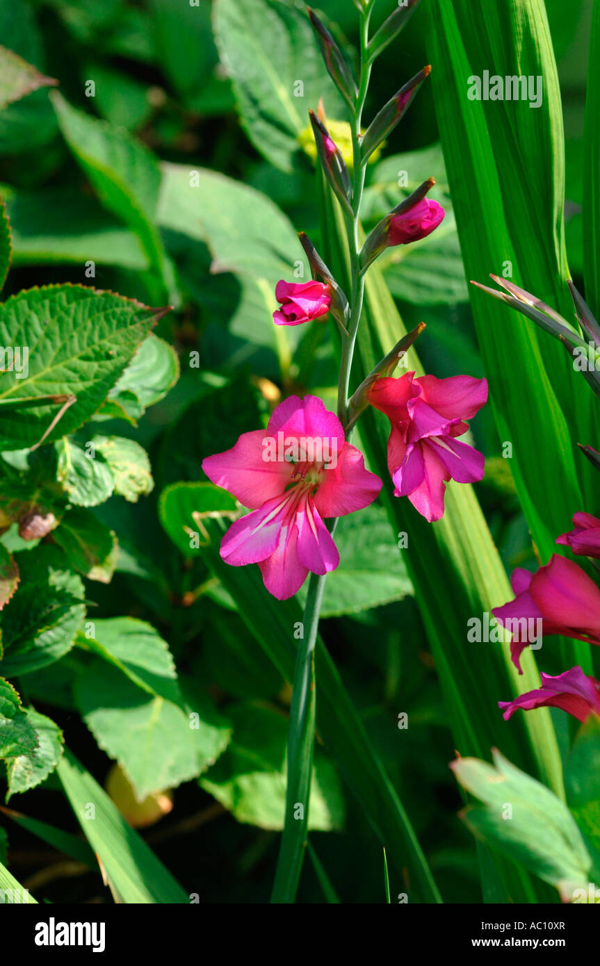 Gladiolus Communis (Byzantinus),In A Natural Garden Setting Stock Photo ...