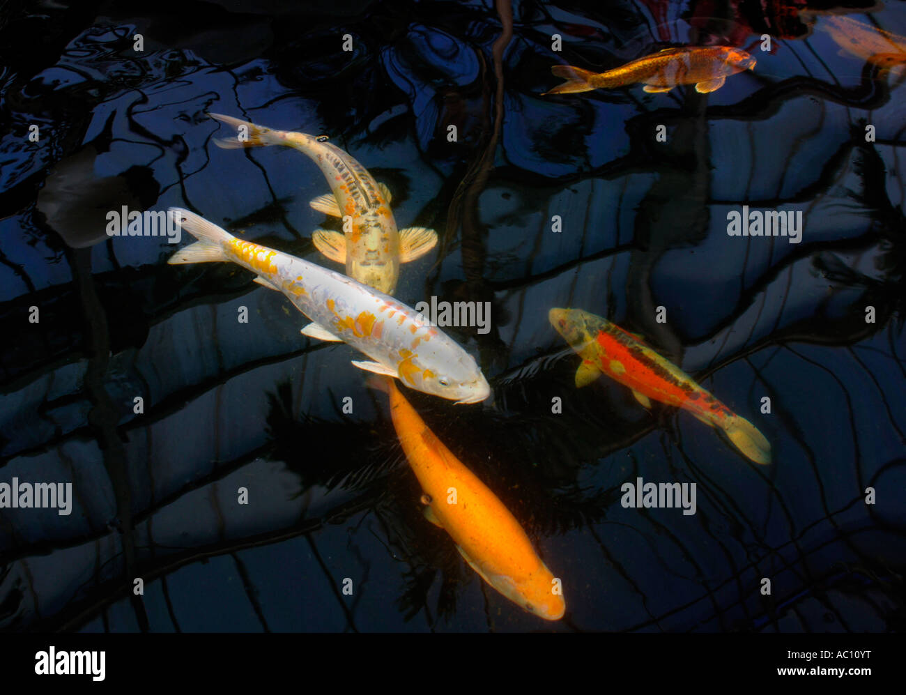Oriental Koi Carp Stock Photo - Alamy