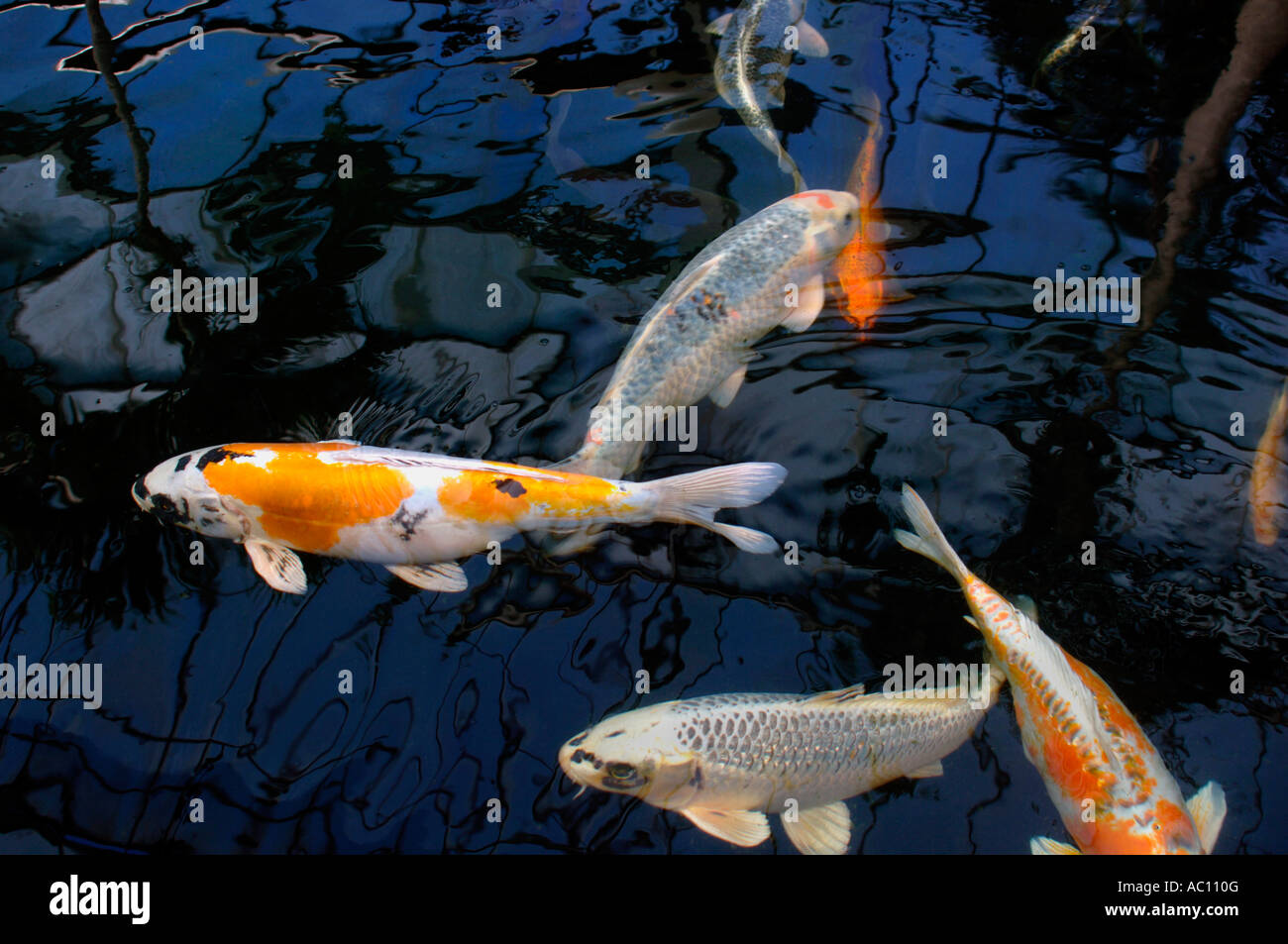 Oriental Koi Carp Stock Photo - Alamy