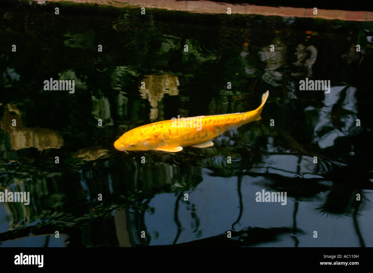 Oriental Koi Carp Stock Photo - Alamy