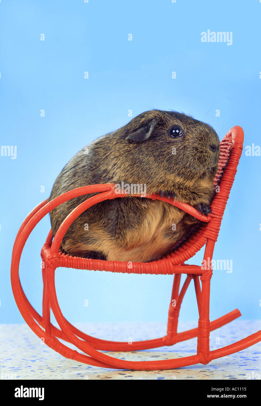 guinea pig sitting on a rocking chair Stock Photo - Alamy