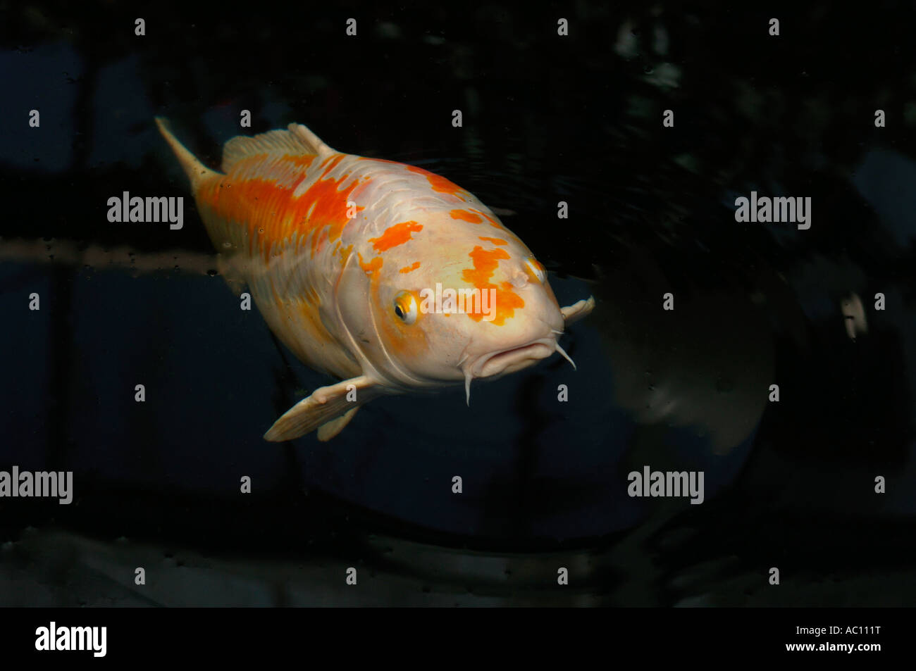 Underwater carp hi-res stock photography and images - Alamy