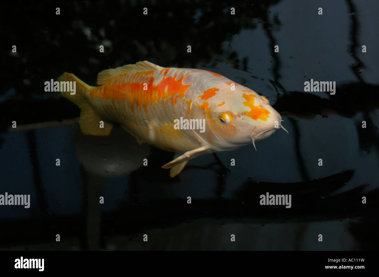 Underwater carp hi-res stock photography and images - Alamy