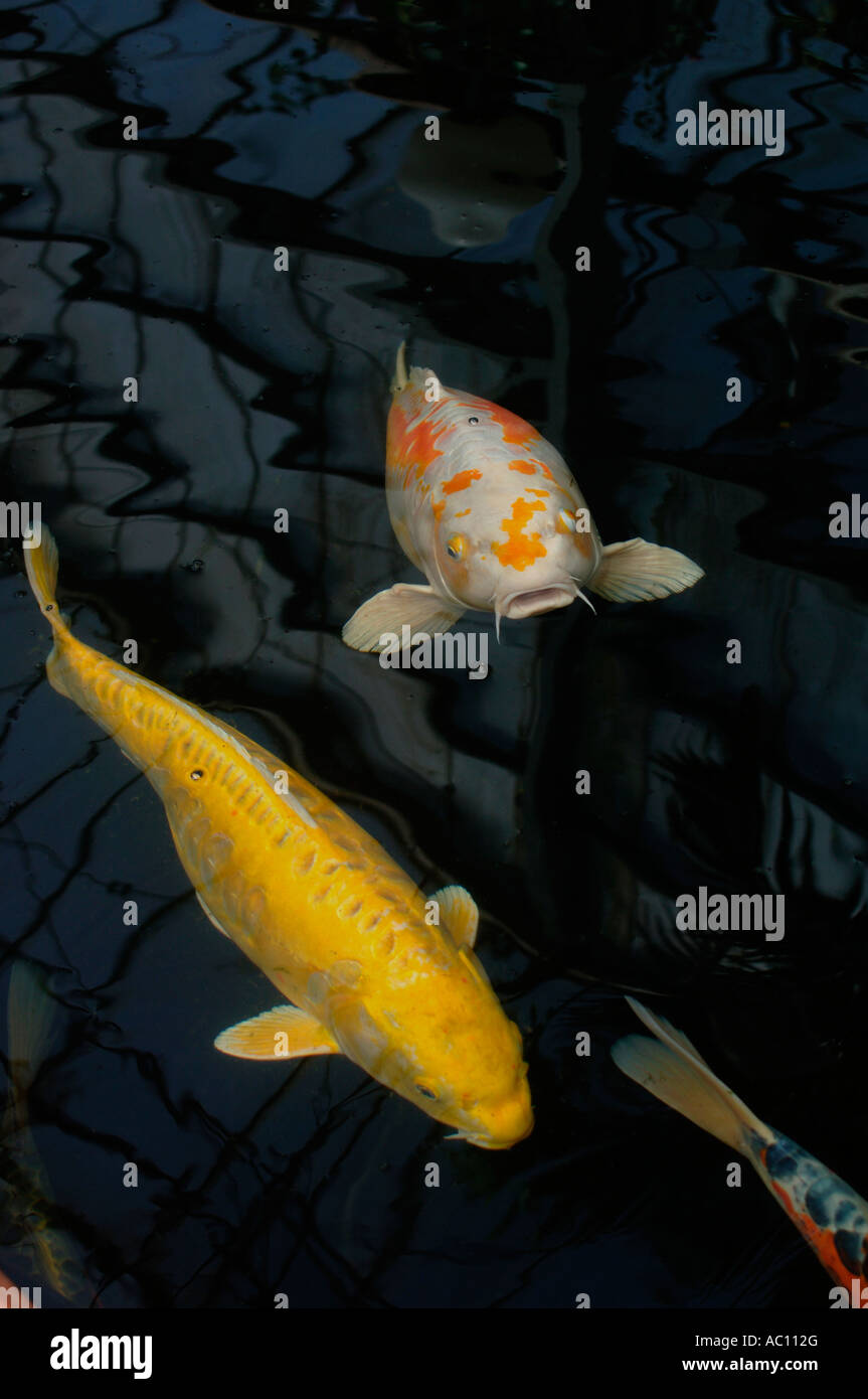 Underwater carp hi-res stock photography and images - Alamy