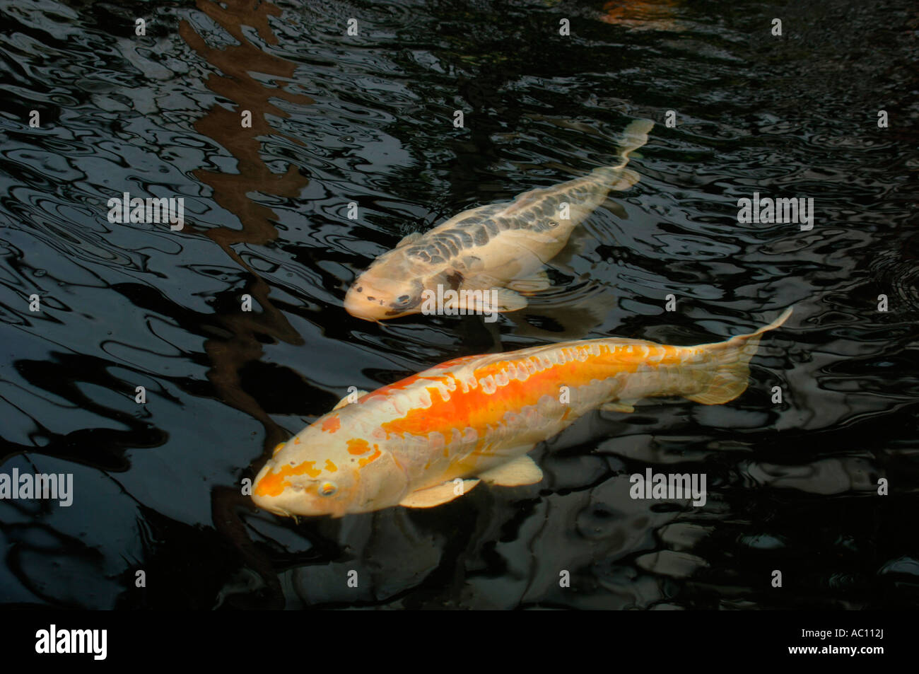 Underwater carp hi-res stock photography and images - Alamy