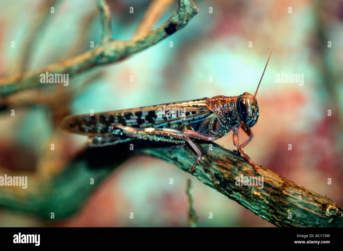 A Locust,Member Of The Acrididae Family Stock Photo - Alamy