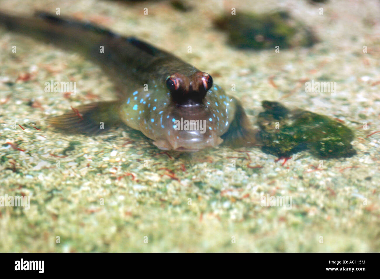 Walking fish hi-res stock photography and images - Alamy