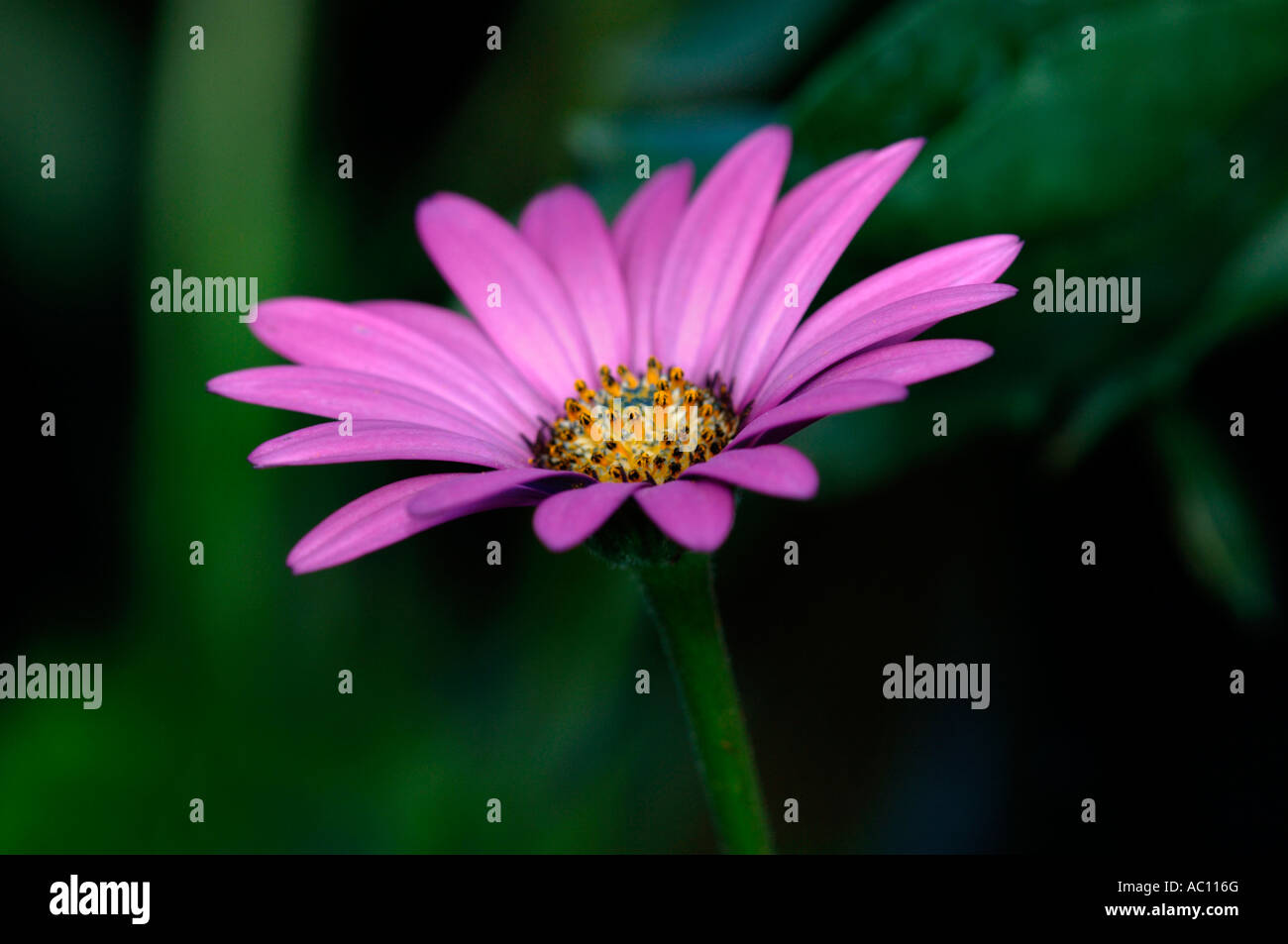 Osteospermum Stardust Flower Stock Photo - Alamy