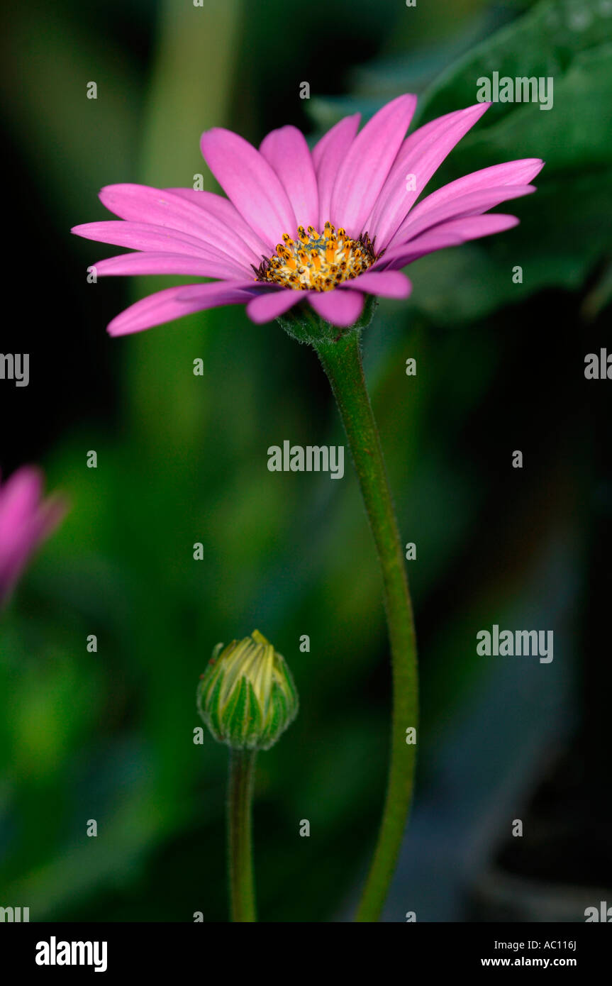 The stardust garden hi-res stock photography and images - Alamy
