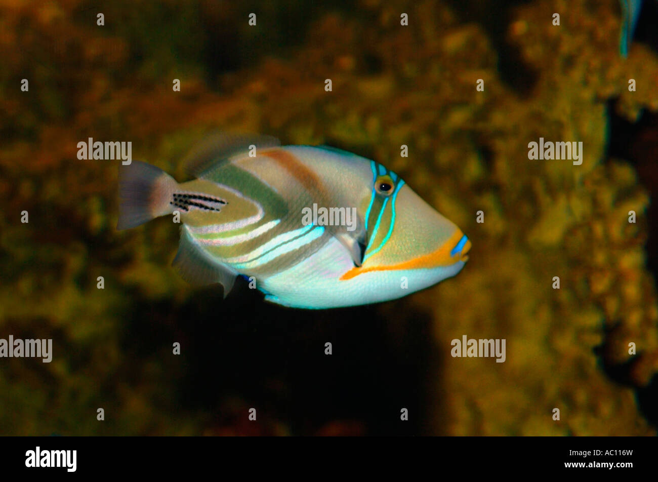 Picasso Trigger Fish. (Rhinecanthus aculeatus Stock Photo - Alamy