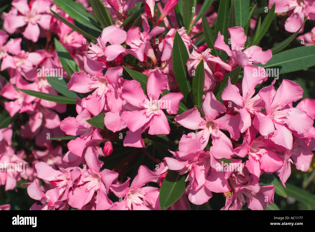 Rosa oleander hi-res stock photography and images - Alamy
