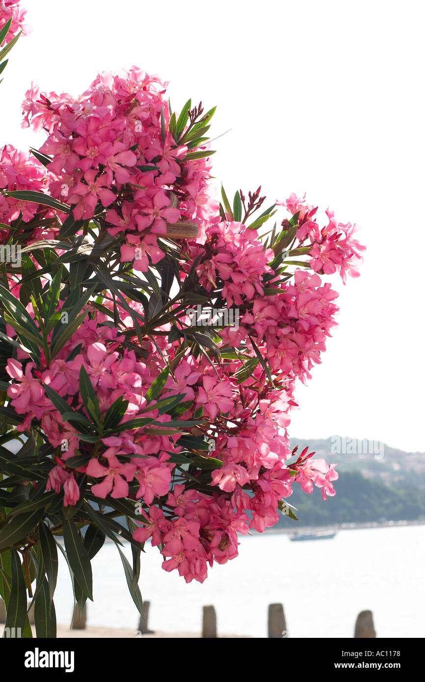 Rosa oleander hi-res stock photography and images - Alamy