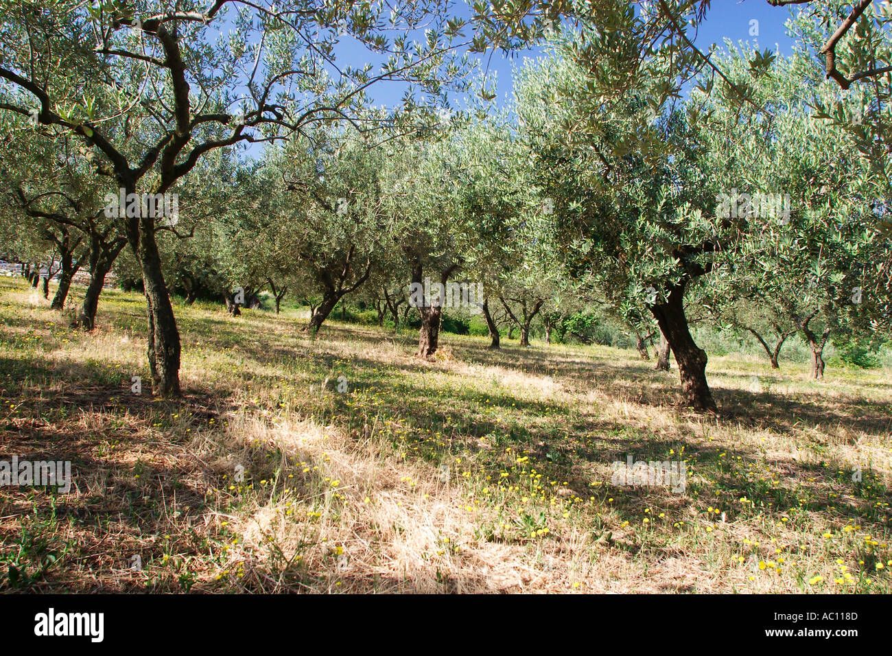 Peter olive hi-res stock photography and images - Alamy