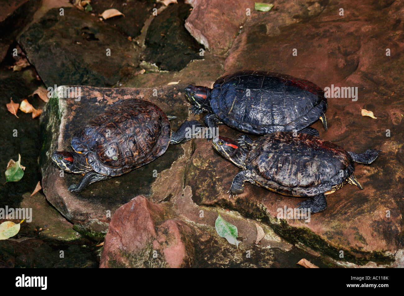 Red-Eared Terrapins.(Trechemys scripta Stock Photo - Alamy