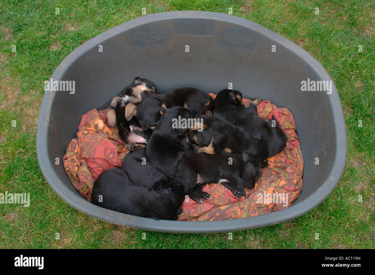 Loveable labrador hi-res stock photography and images - Alamy