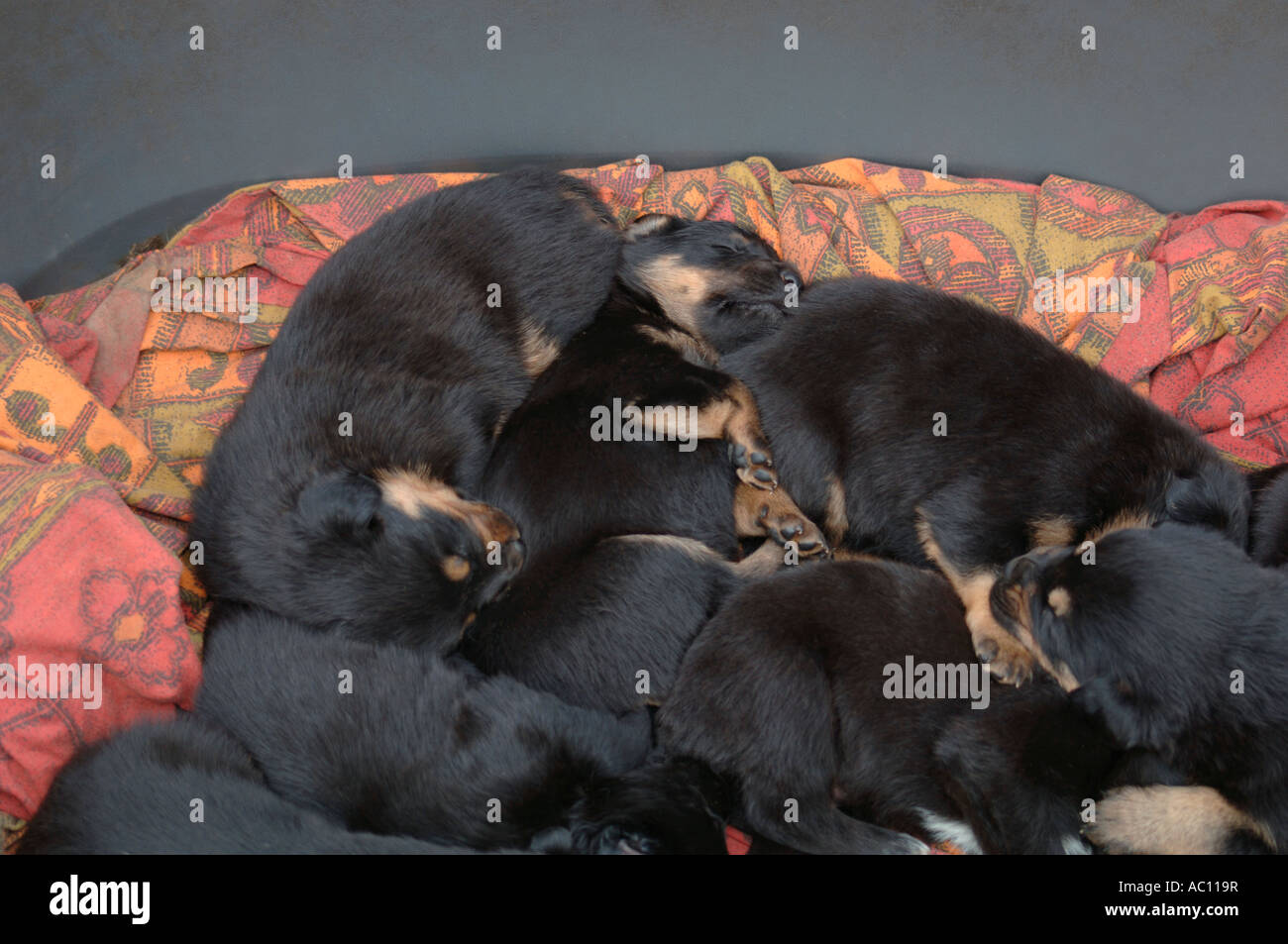 Cute litter animals hi-res stock photography and images - Alamy