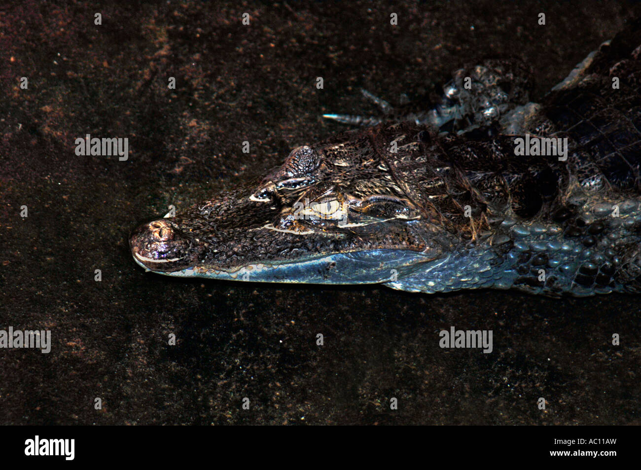 Caimen hi-res stock photography and images - Alamy