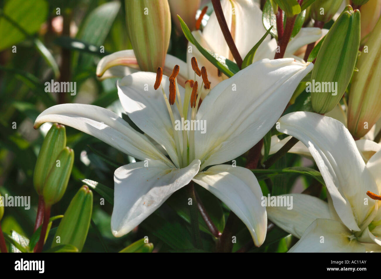 Variety Of White Stargazer Lilys Stock Photo - Alamy