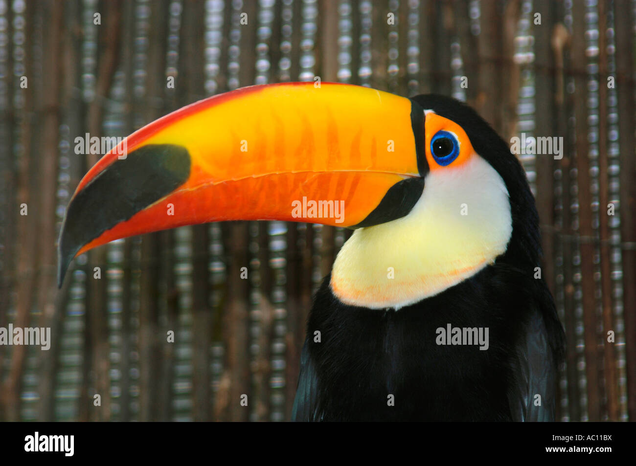 Toco Toucan.(Ramphastos toco Stock Photo - Alamy