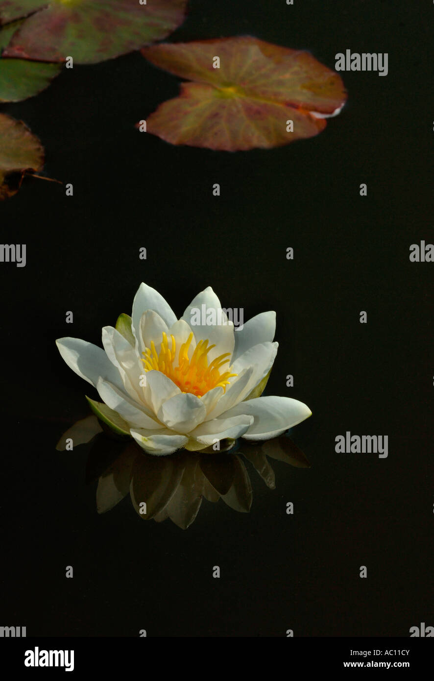 Nymphaea plant white hi-res stock photography and images - Alamy