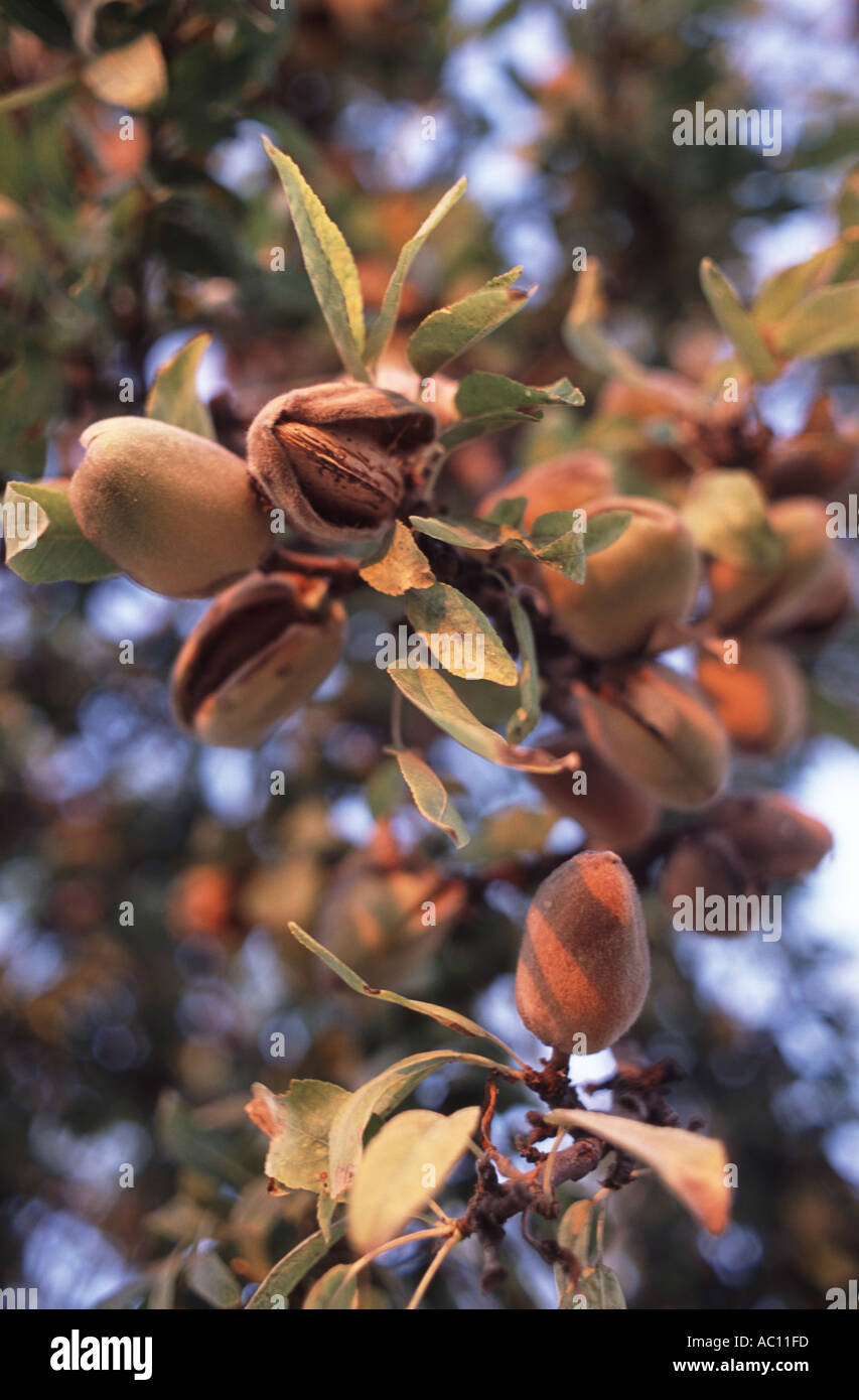 Almonds growing near Alicante Spain Stock Photo - Alamy