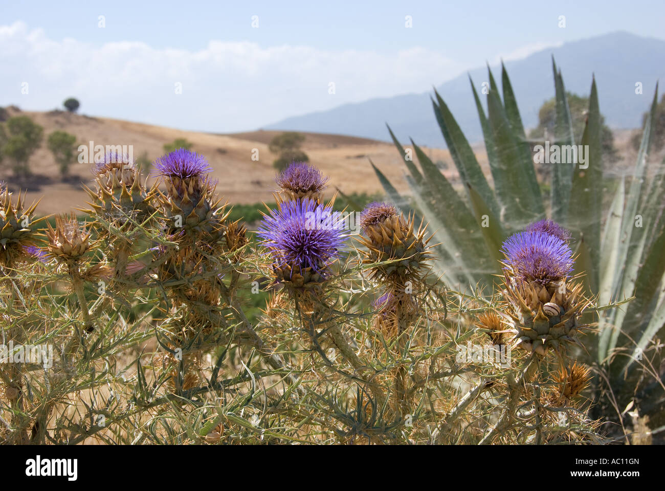 Wild cardoon hi-res stock photography and images - Alamy