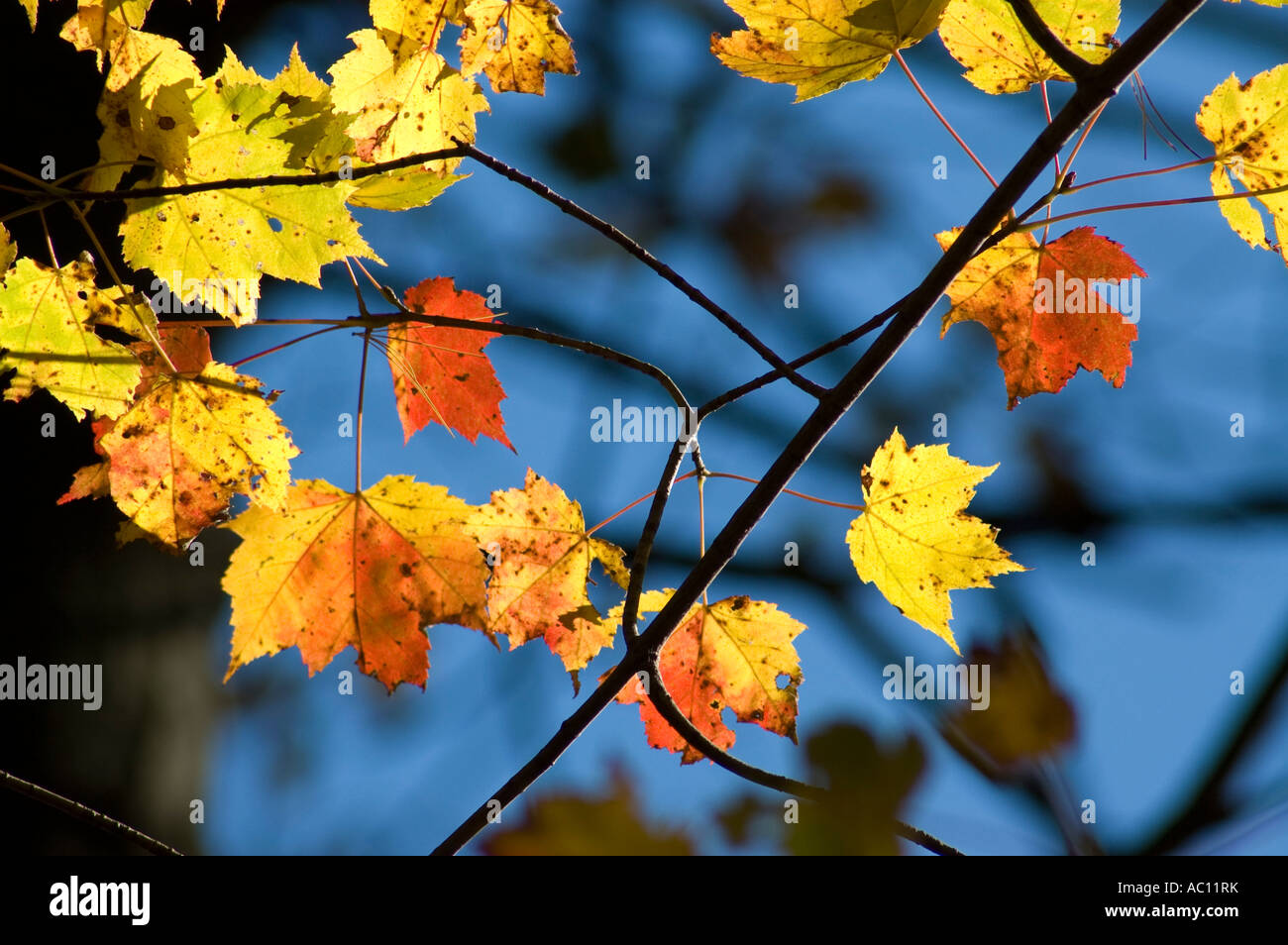 Fall Colors In Massachusetts Stock Photo Alamy fall-colors-in-massachusetts-stock-photo-alamy
