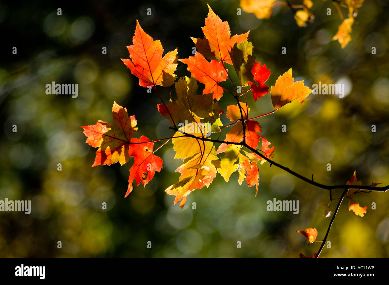 Fall Colors In Massachusetts Stock Photo Alamy fall-colors-in-massachusetts-stock-photo-alamy