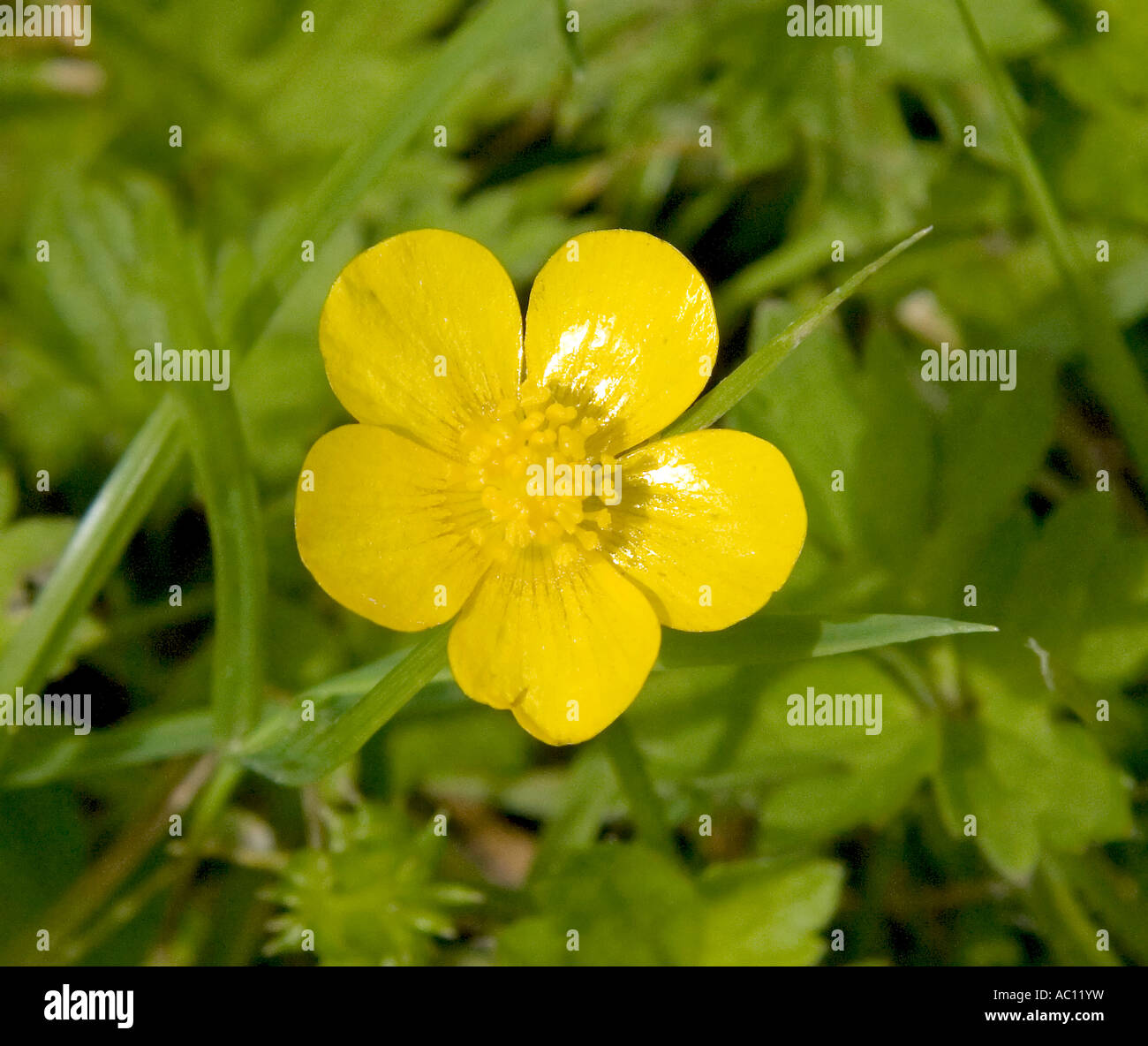 Close up of meadow buttercup Ranunculus acris flower against grass in ...