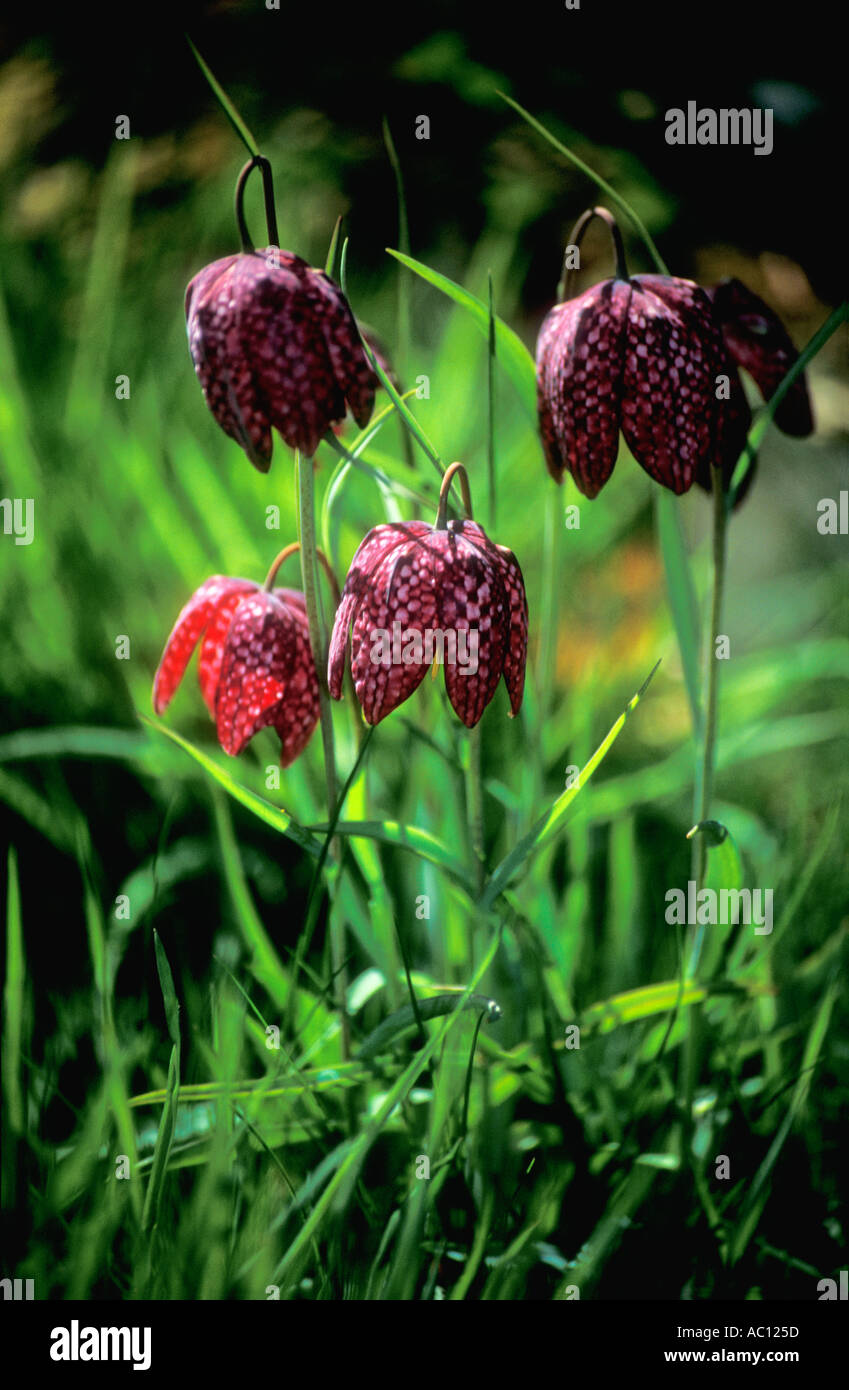 Purple snakeshead fritillary English meadow Cheshire England UK United ...