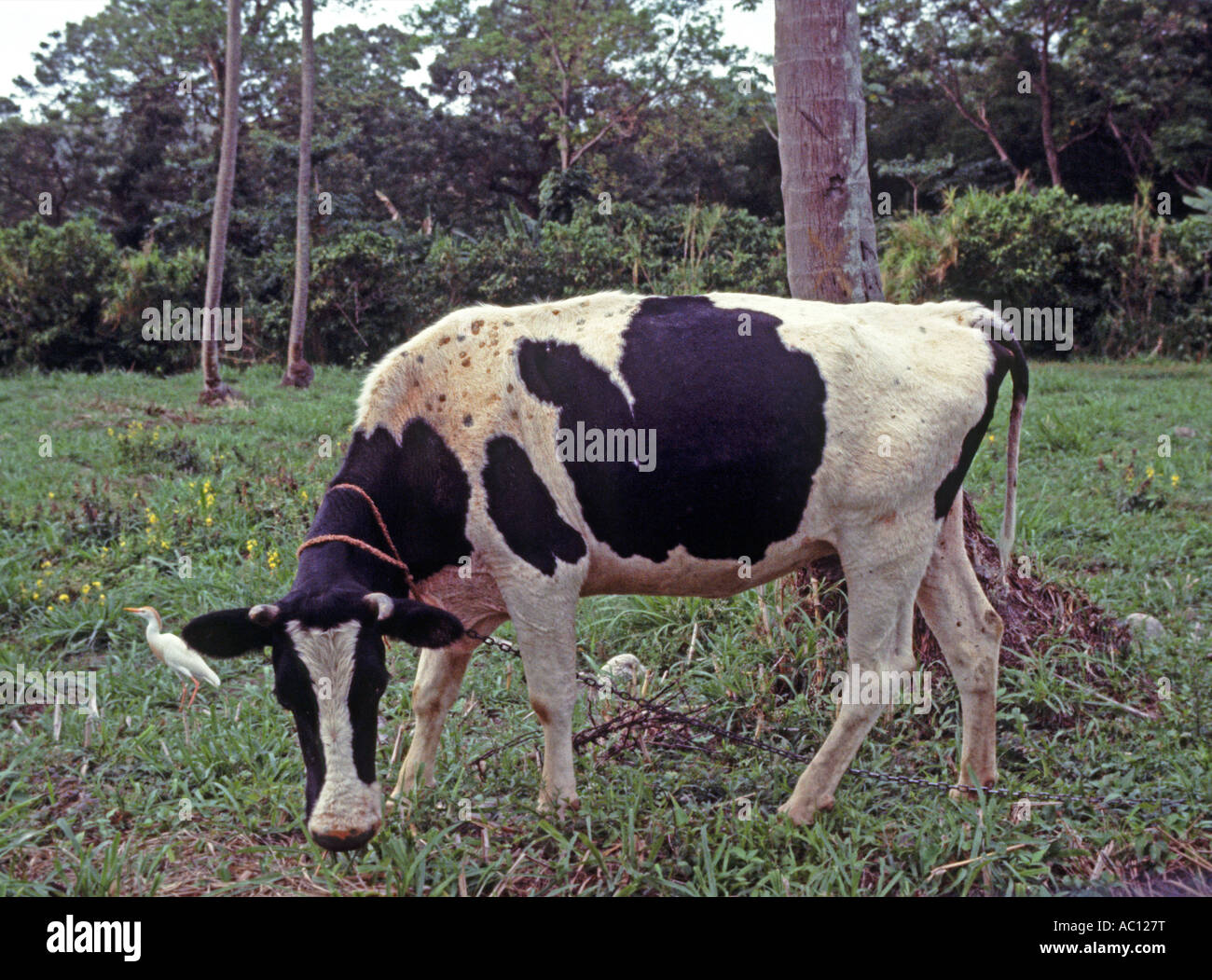 Caribbean tropical island mammal bird domestic grazing cattle hi-res ...