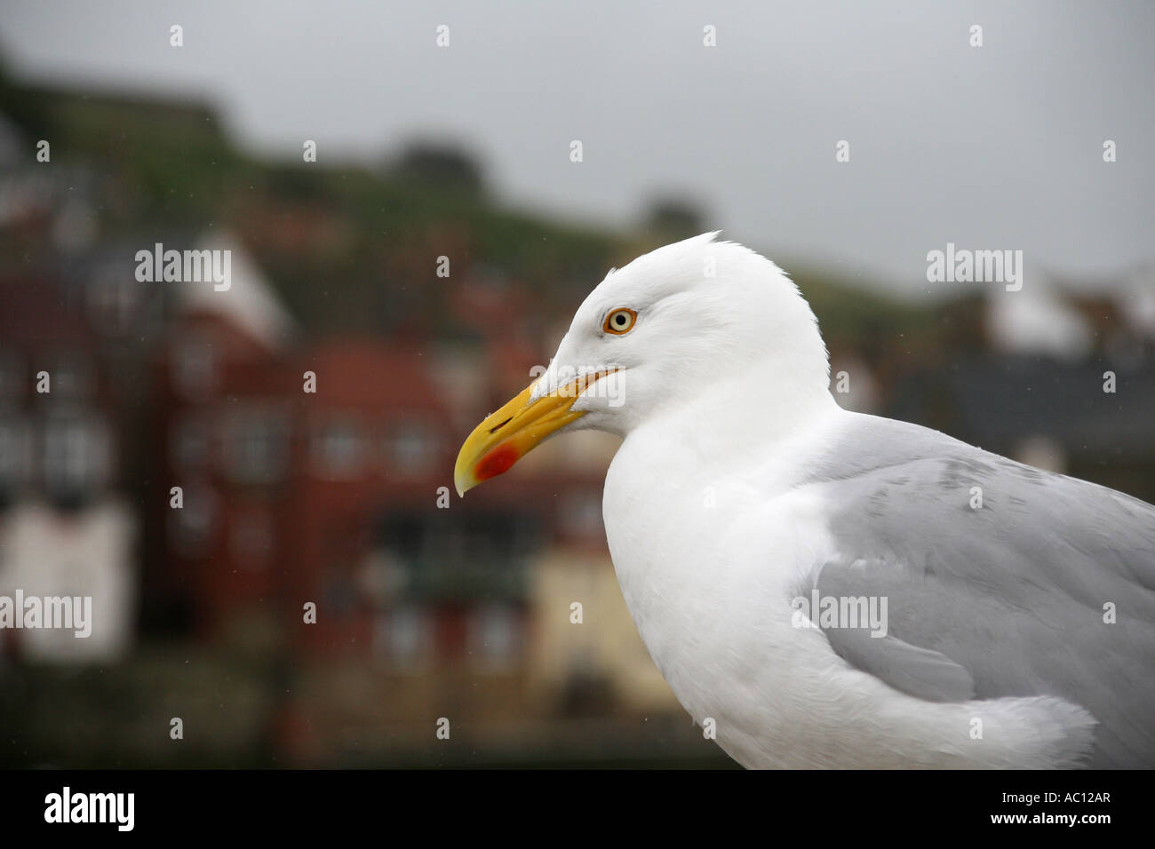 Seagull Whitby North Yorkshire Stock Photo - Alamy
