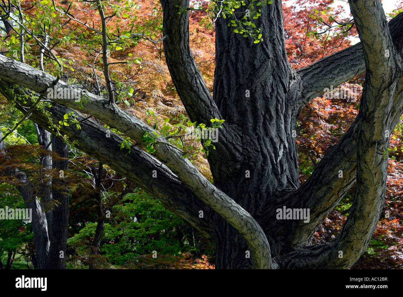 Many tree branches limbs hi-res stock photography and images - Alamy