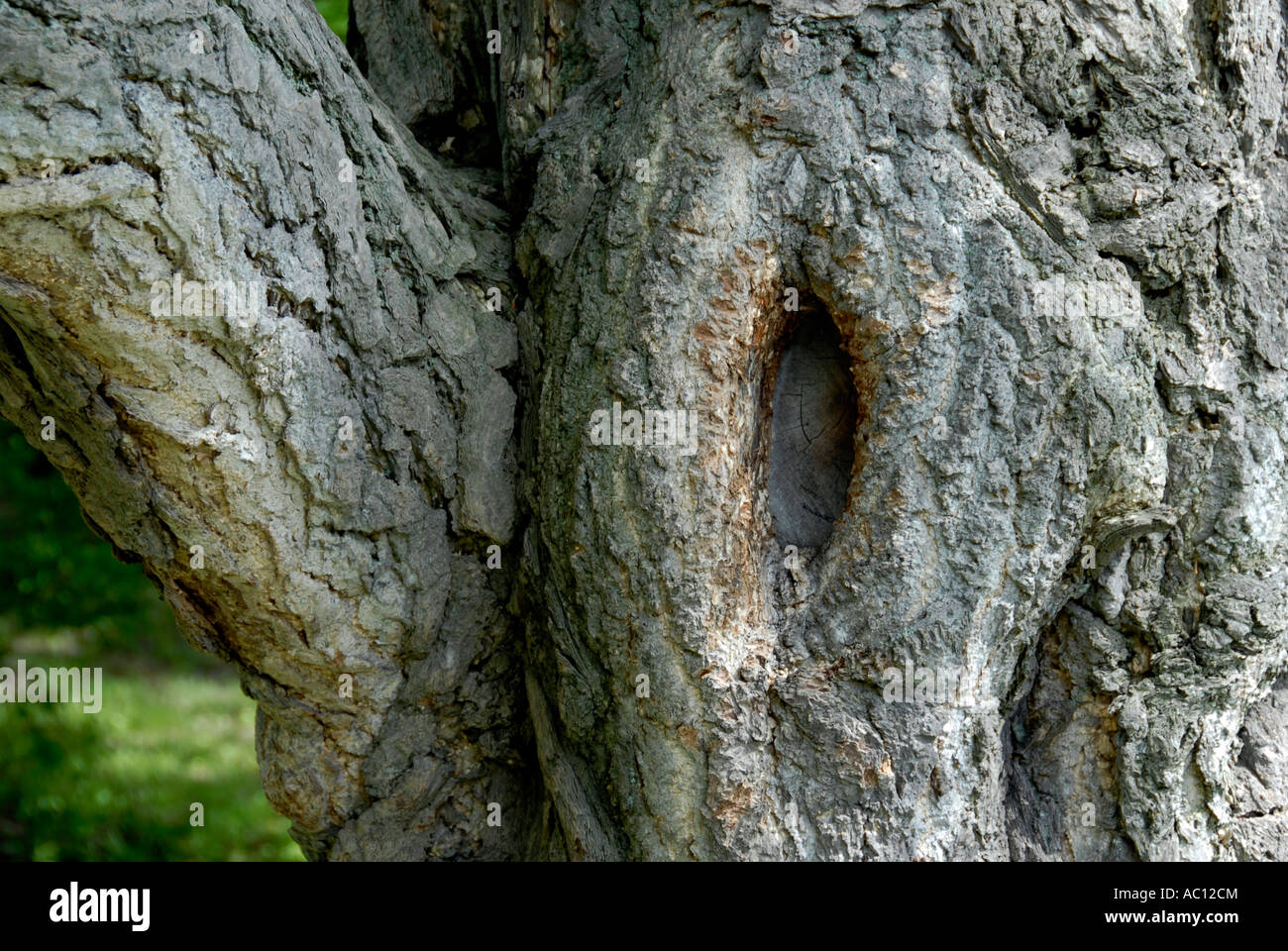 Scarred tree trunk Stock Photo - Alamy