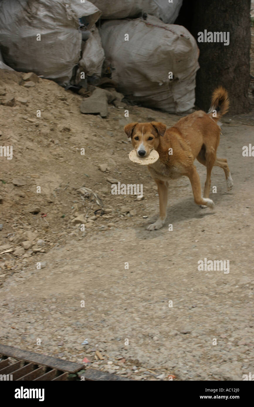 street dog with japati in mouth Stock Photo - Alamy