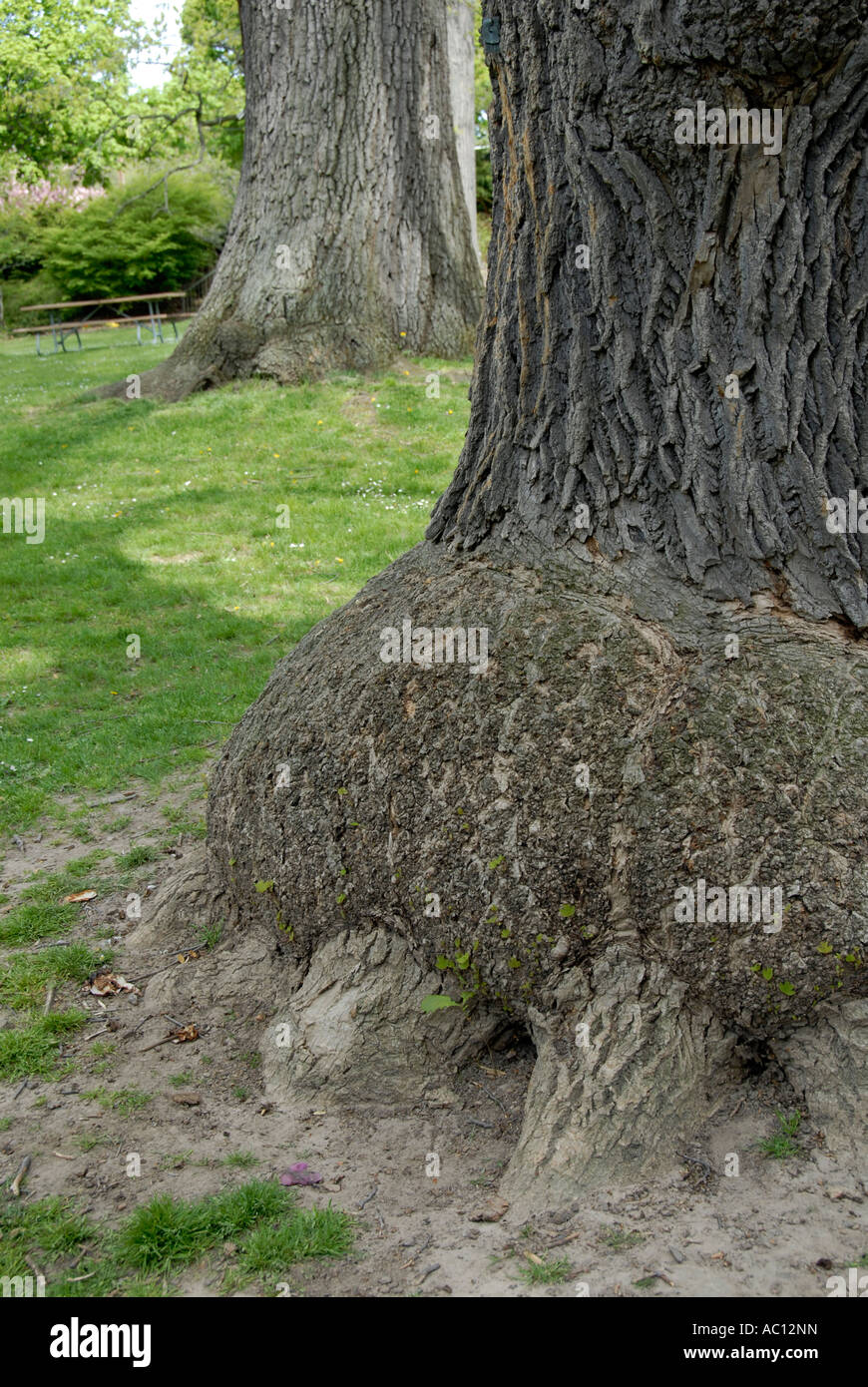Elephant like tree stump Stock Photo - Alamy