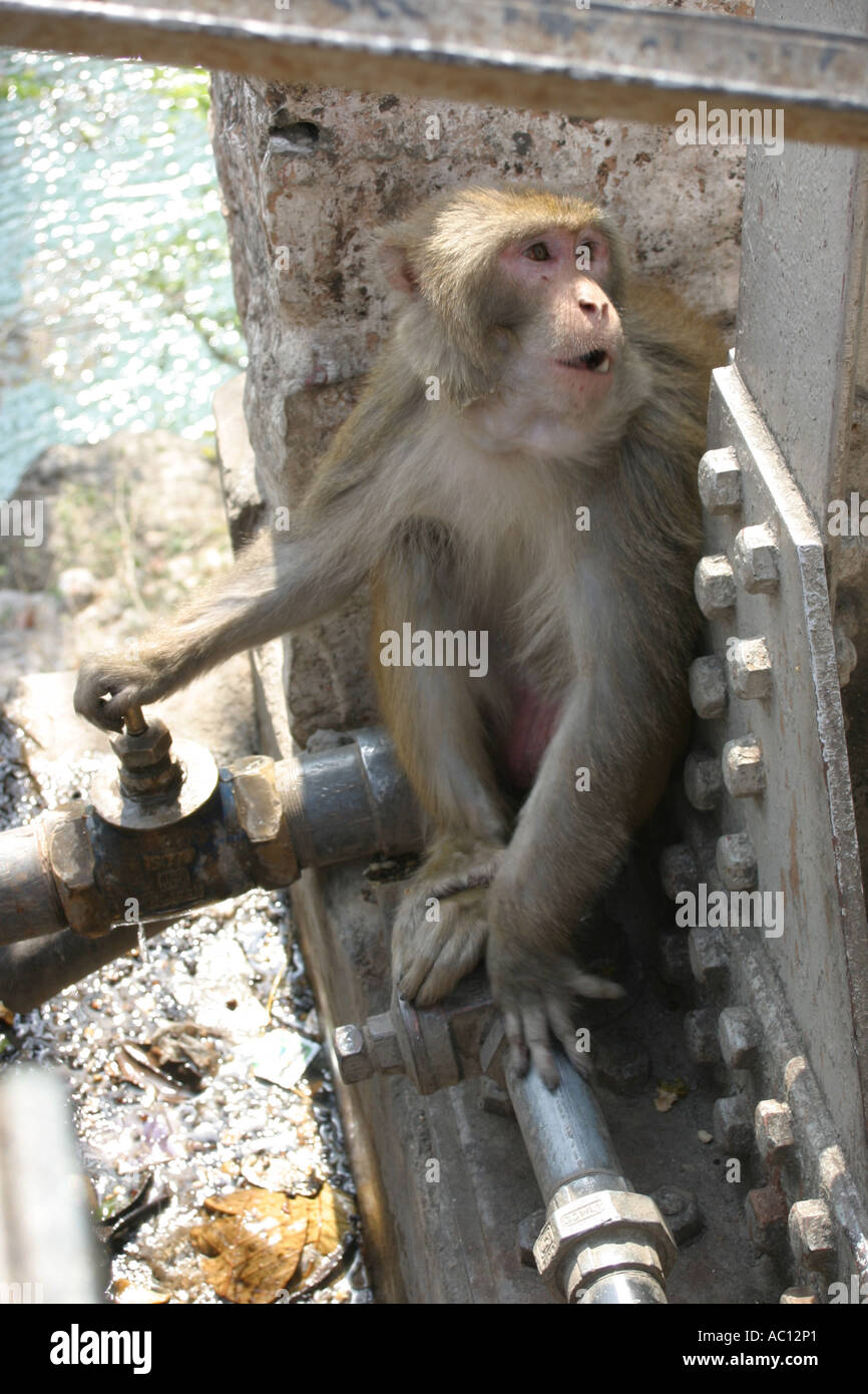 monkey on the bridge Stock Photo - Alamy