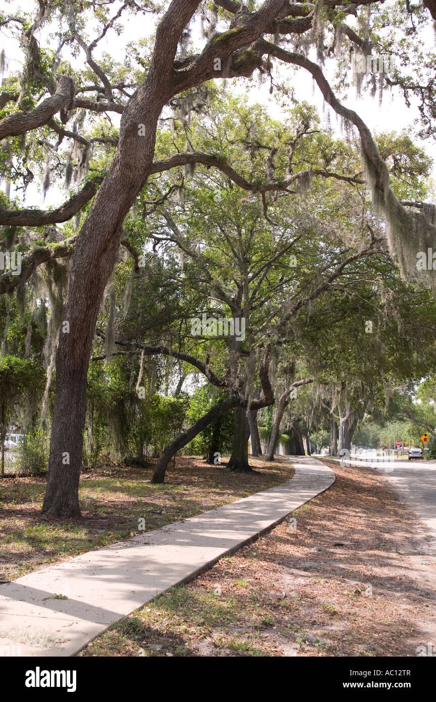 A tree lined sidewalk next to the road Stock Photo - Alamy