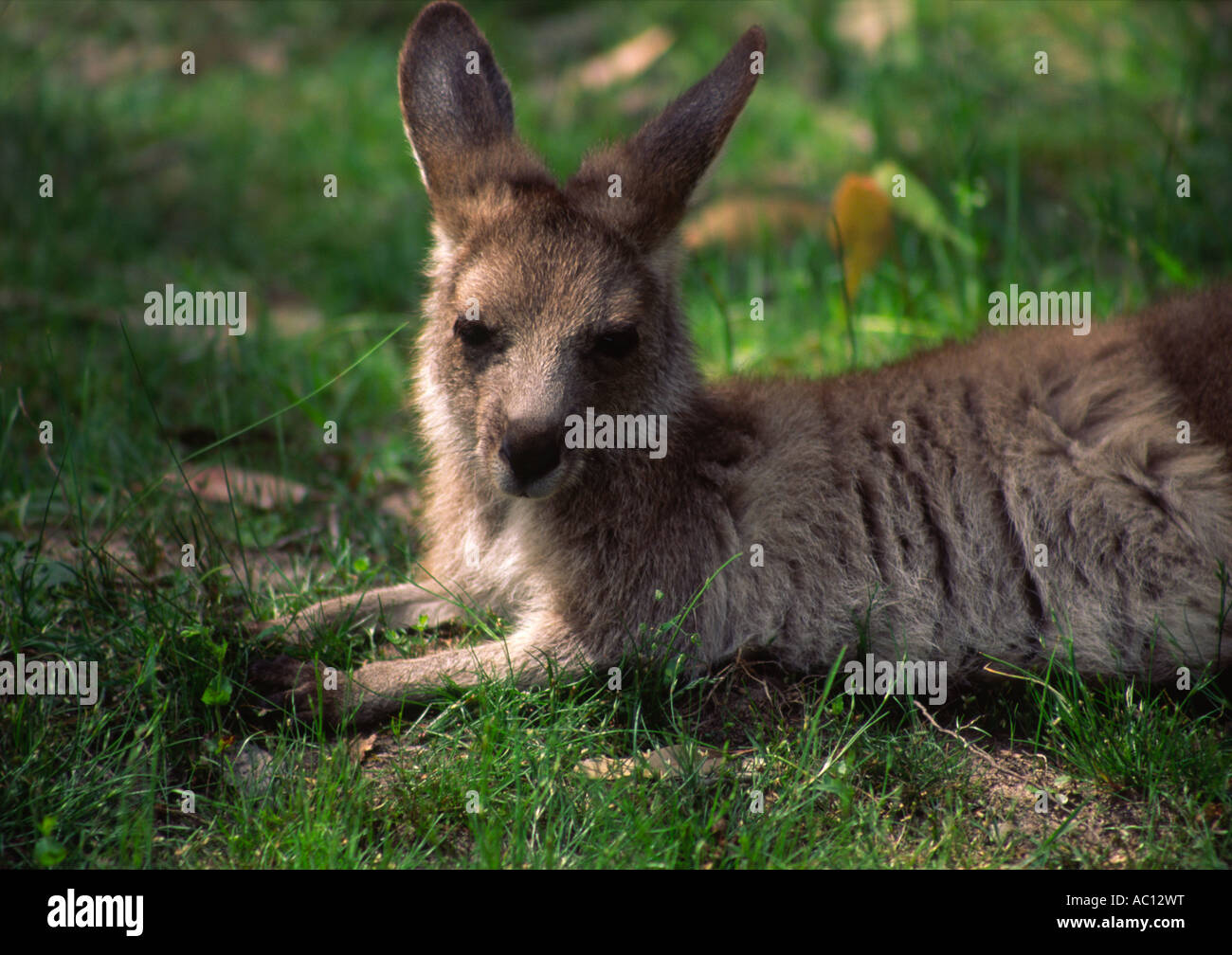 Young Grey Kangaroo, Australia Stock Photo - Alamy