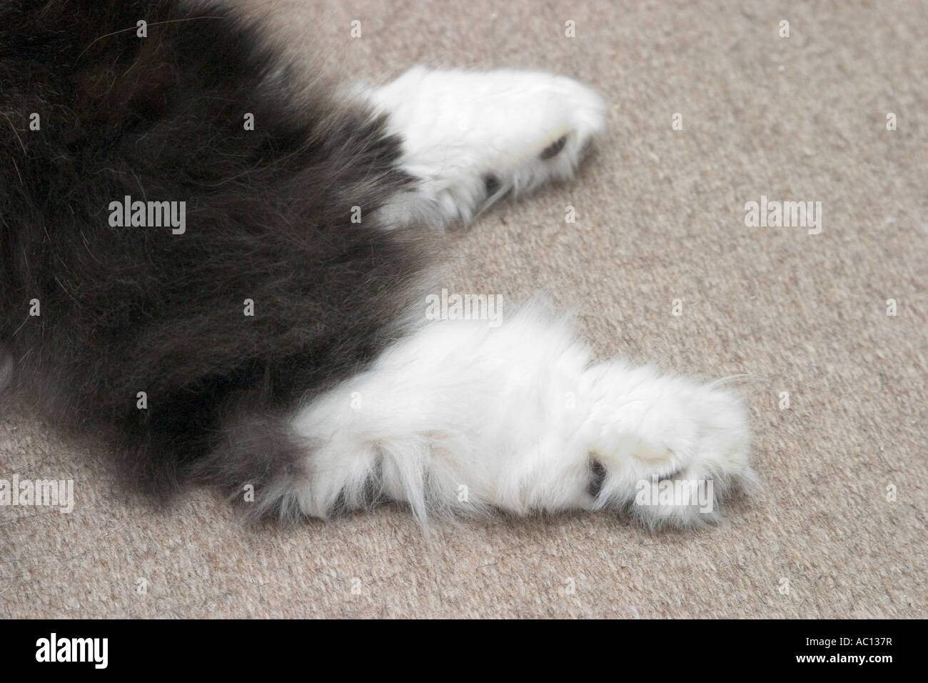 Cat paws furry white legs brown hi-res stock photography and images - Alamy