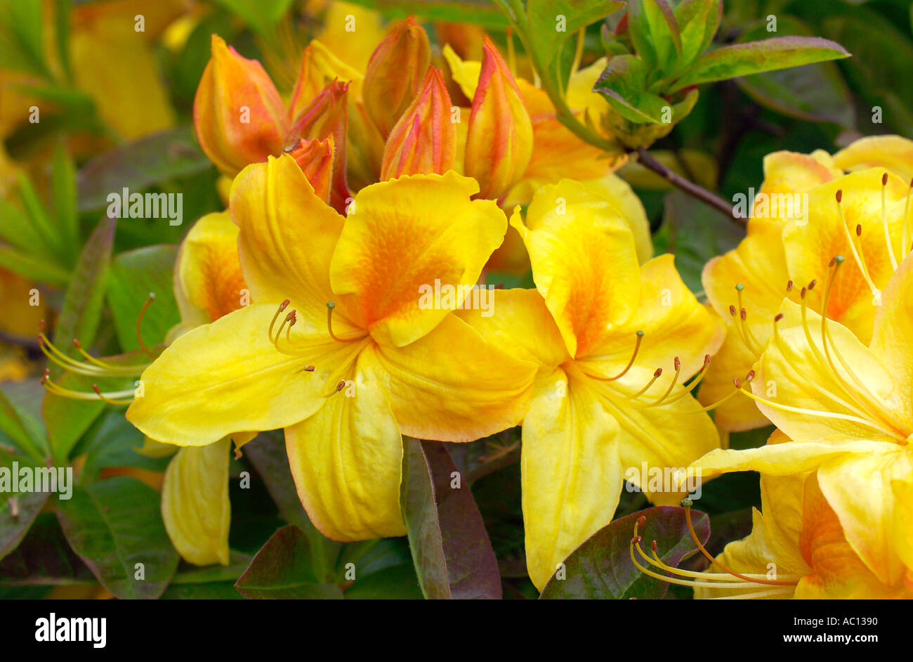 Sun chariot hi-res stock photography and images - Alamy