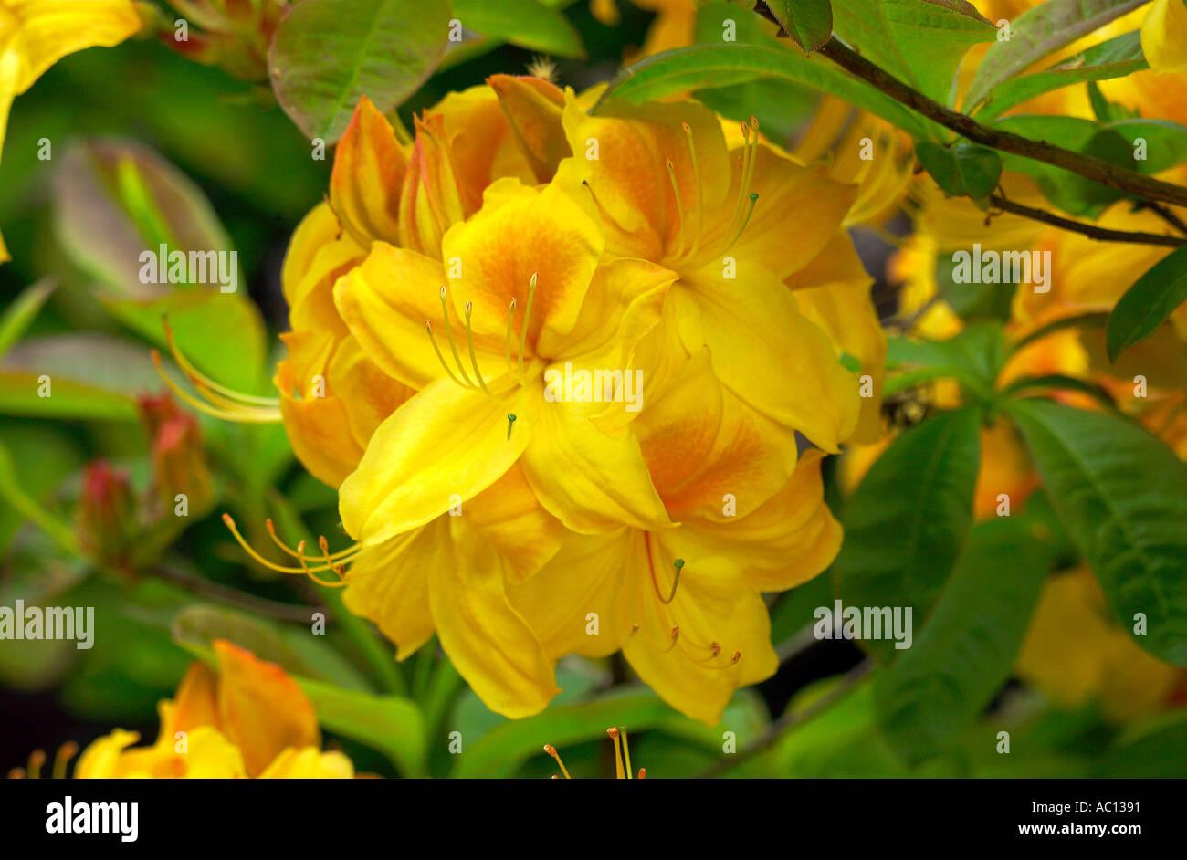 Sun chariot hi-res stock photography and images - Alamy