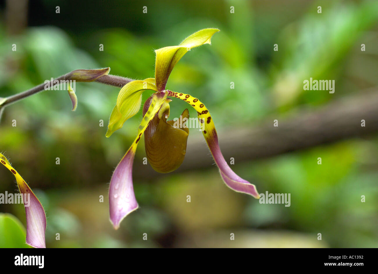 Paphiopedilum Lowii Orchid Stock Photo - Alamy