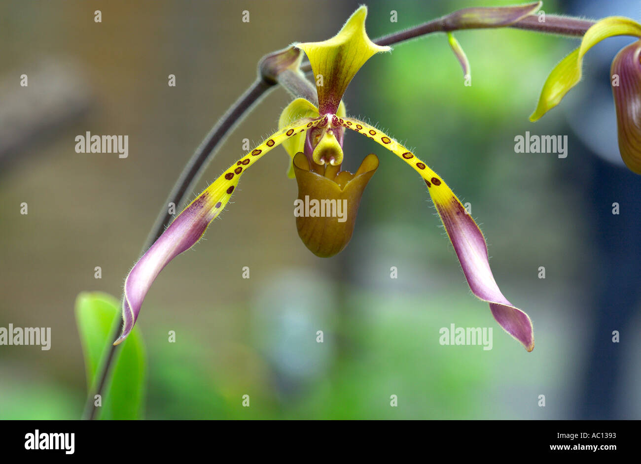 Paphiopedilum Lowii Orchid Stock Photo - Alamy