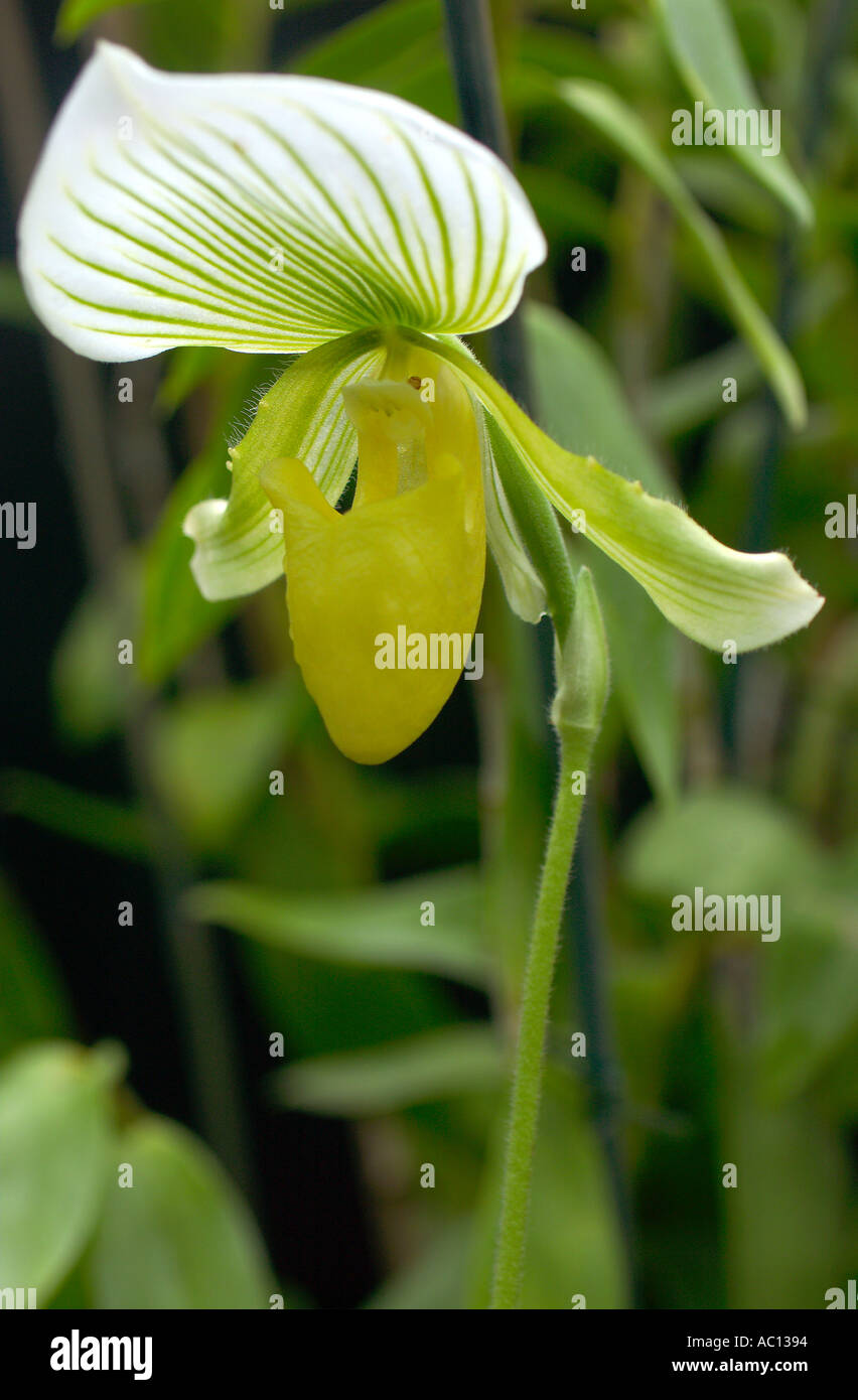 Paphiopedilum maudiae orchid hi-res stock photography and images - Alamy