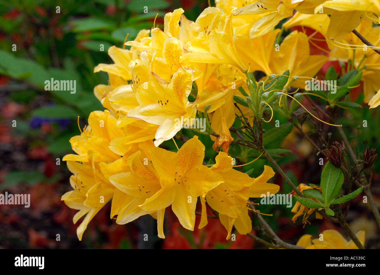 Rhododendron Anthony Koster Ericaceae Stock Photo - Alamy