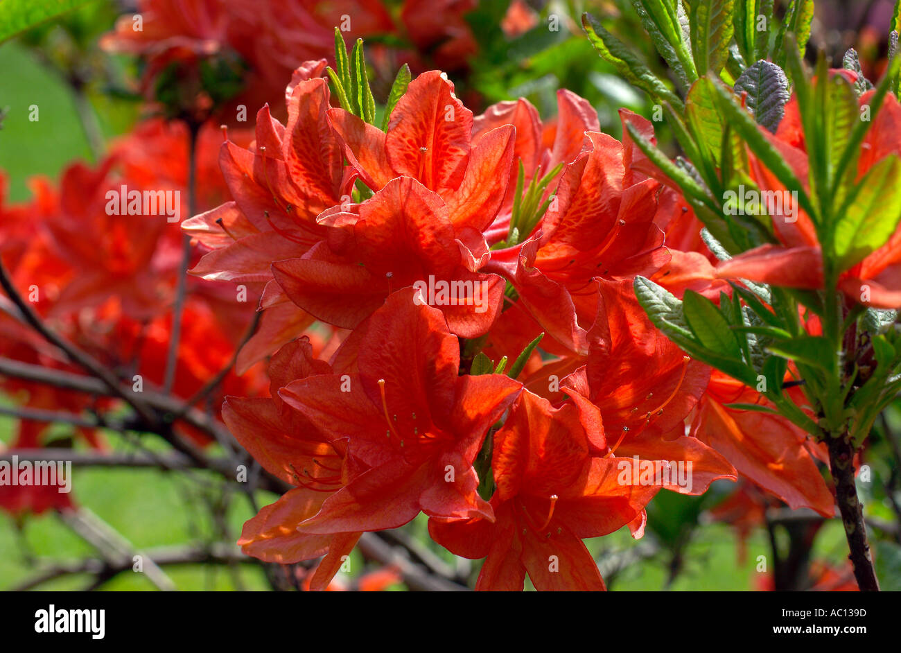 Rhododendron Kosters Brilliant Red Ericaceae Stock Photo - Alamy
