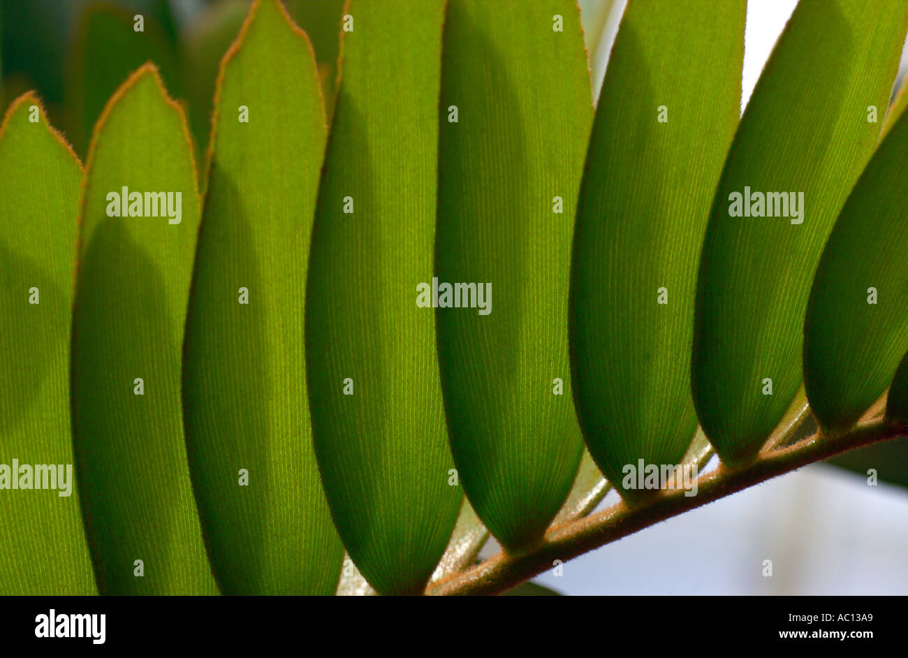 Zamia Furfuracea cardboard Palm Zamiaceae Stock Photo - Alamy